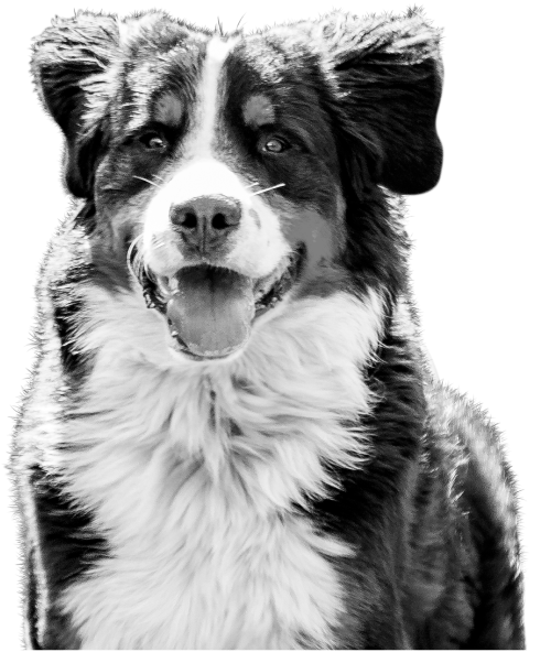 Chunky Menú Natural Nutri-bar